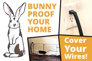 The Complete Guide to Bunny Proof Your Home