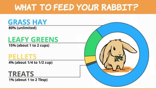 Helping Obese Rabbits Lose Weight
