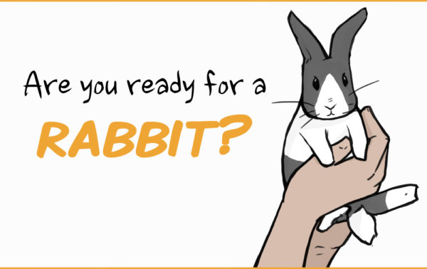 Rabbit Care: The Complete Guide