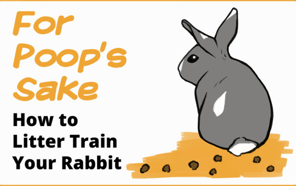 How to Litter Train Your Rabbit (a step-by-step guide with pictures)