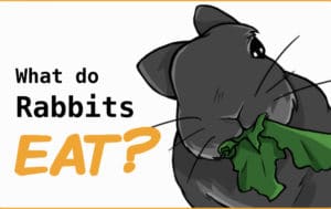 Rabbit Diet 101: What To Feed Your Rabbit