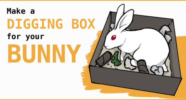 How to Entertain a Pet Rabbit