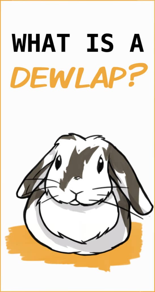 Dewlap: The Rabbit Double Chin