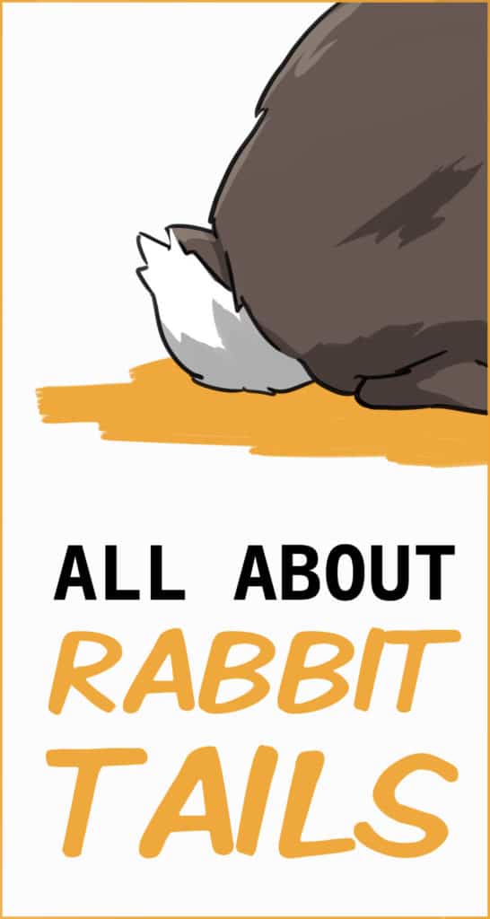 Rabbit Tails: What are they for?