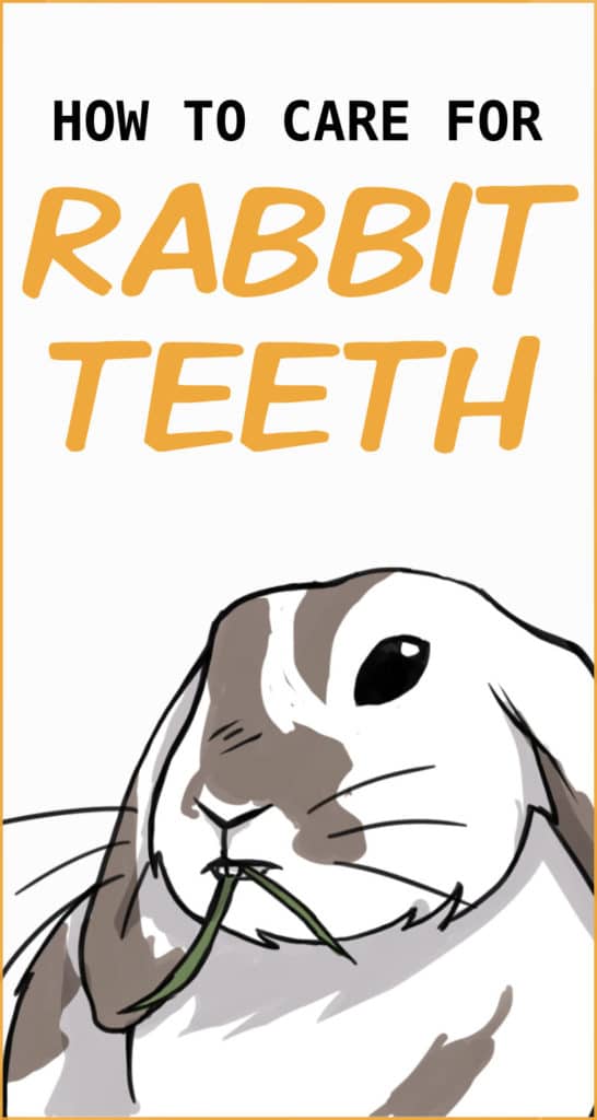 How to Care For Your Rabbit’s Teeth