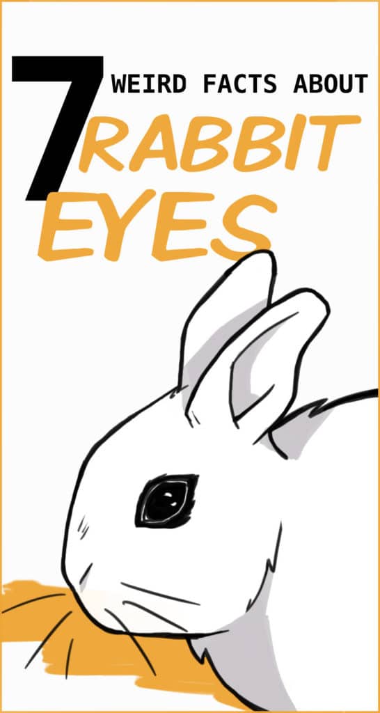 7 Fun Facts About Rabbit Eyes and 5 Problems to Look Out For