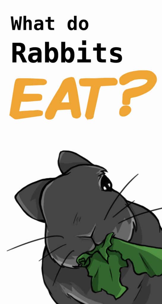 Rabbit Diet 101: What To Feed Your Rabbit