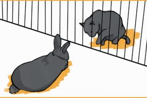 Bunnies and Other Pets Part 1: Rabbits and Cats Living Together