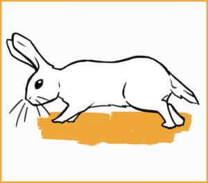 All About Rabbit Ear Positions and What They Mean
