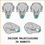 33 Awesome Rabbit Facts To Impress Your Friends