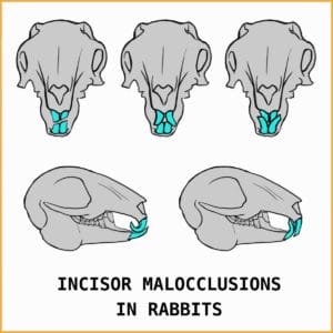 Rabbit Teeth Grinding: What It Means For Your Bunny