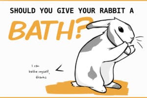 How to Give Your Rabbit a Bath (and what NOT to do)