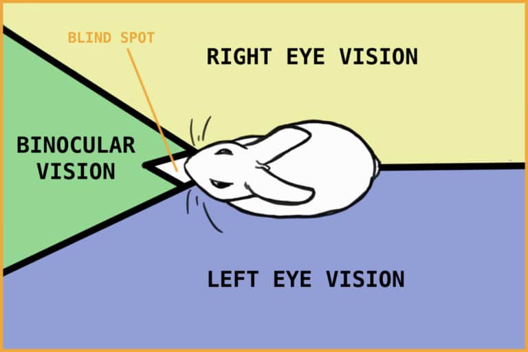How to Care for Deaf Rabbits