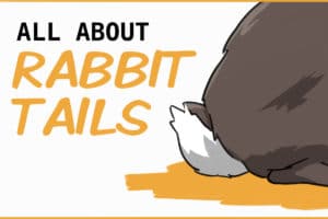 Rabbit Tails: What are they for?