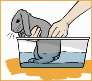 The Complete Guide to Grooming Your Rabbit (brushing, nail clipping ...