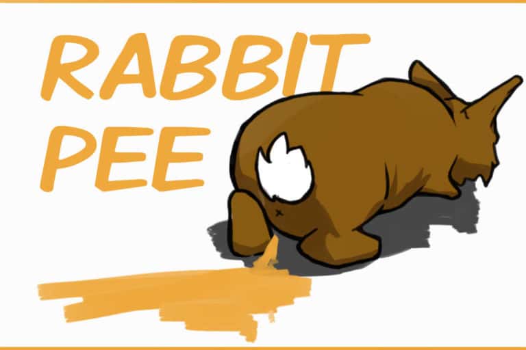 Rabbit Urine: What Pee Tells You About A Rabbit's Health
