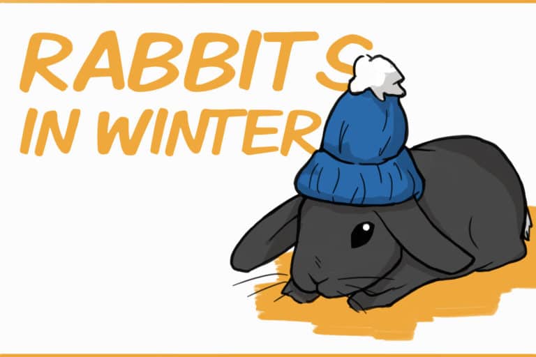 Rabbits in Winter: How to Keep Your Rabbit Warm and Prevent Hypothermia