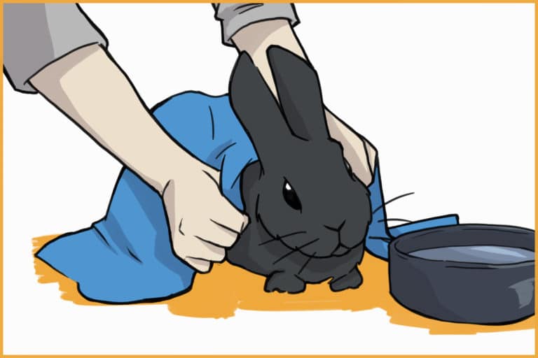 Caring For a Rabbit Before and After Neuter or Spay Surgery