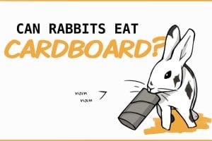 Can Rabbits Eat Cardboard?