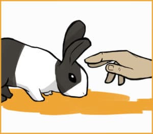 Rabbit Care: The Complete Guide