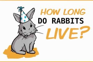 How Long Do Rabbits Live? (and how to help them live longer)