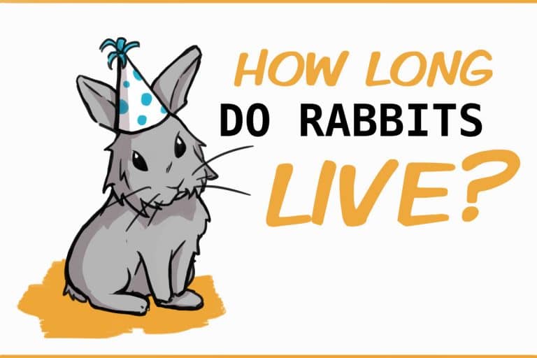 How Long Do Rabbits Live? (and how to help them live longer)