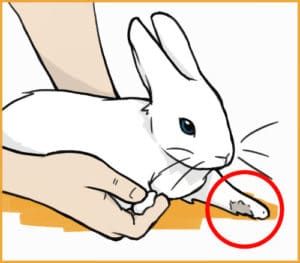 11 Common Rabbit Illnesses and Their Symptoms