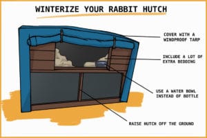 Rabbits in Winter: How to Keep Your Rabbit Warm and Prevent Hypothermia