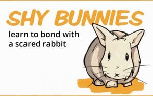 How to Befriend a Shy Bunny (a Step by Step Guide)