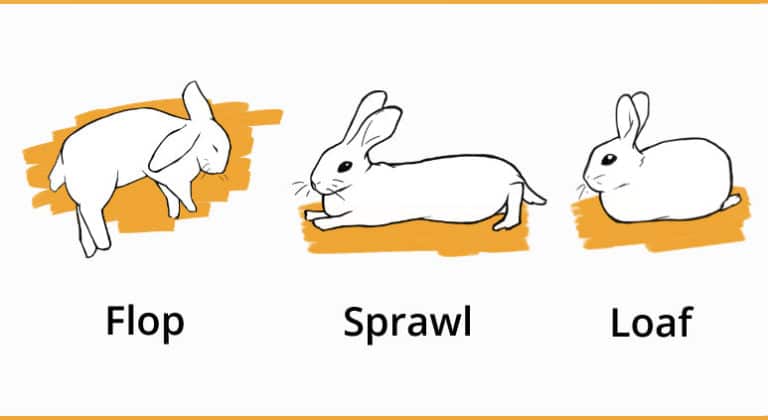 How Do Rabbits Establish Dominance in a Bonded Pair?