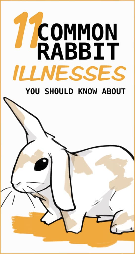 11 Common Rabbit Illnesses and Their Symptoms