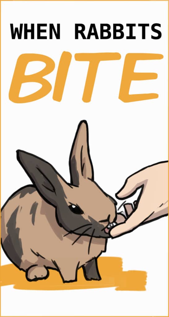 When Rabbits Bite: How to Bond With Aggressive Rabbits