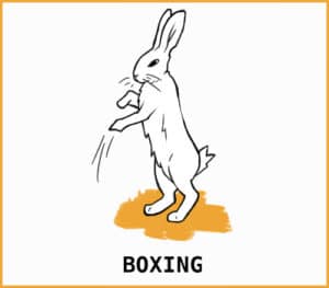 When Rabbits Bite: How to Bond With Aggressive Rabbits