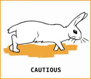 Rabbit Body Language: An Illustrated Guide