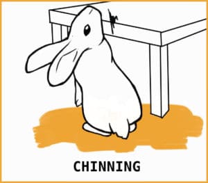 33 Awesome Rabbit Facts To Impress Your Friends