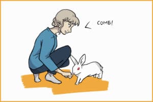 4 Tricks to Teach Your Rabbit: A Step-By-Step Guide