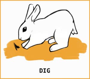 Rabbit Body Language: An Illustrated Guide