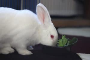 About the Author: Amy Pratt - The Bunny Lady