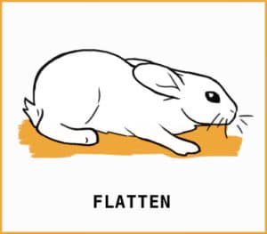 All About Rabbit Ear Positions and What They Mean