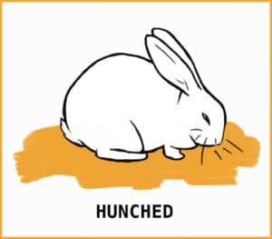 What is a Rabbit Hunched Position? (and why it's important to learn how ...