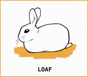 What is a Rabbit Hunched Position? (and why it's important to learn how ...