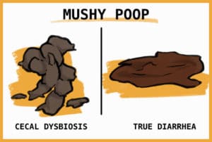 5 Reasons Your Rabbit Is Over-Producing Cecotropes