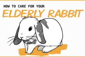 How to Care For Your Elderly Rabbit