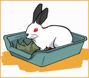 How to Care For Your Elderly Rabbit
