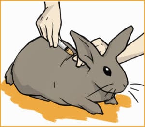 11 Common Rabbit Illnesses and Their Symptoms