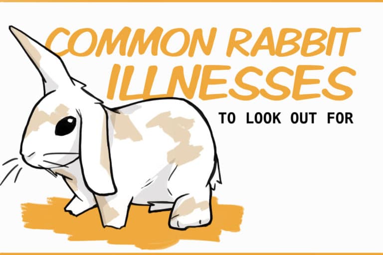 11 Common Rabbit Illnesses And Their Symptoms