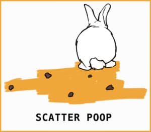 Territorial Behaviors of Rabbits