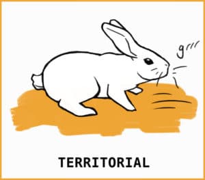 When Rabbits Bite: How to Bond With Aggressive Rabbits