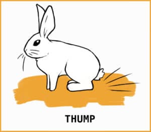 How Do Rabbits Show Fear or Anxiety?