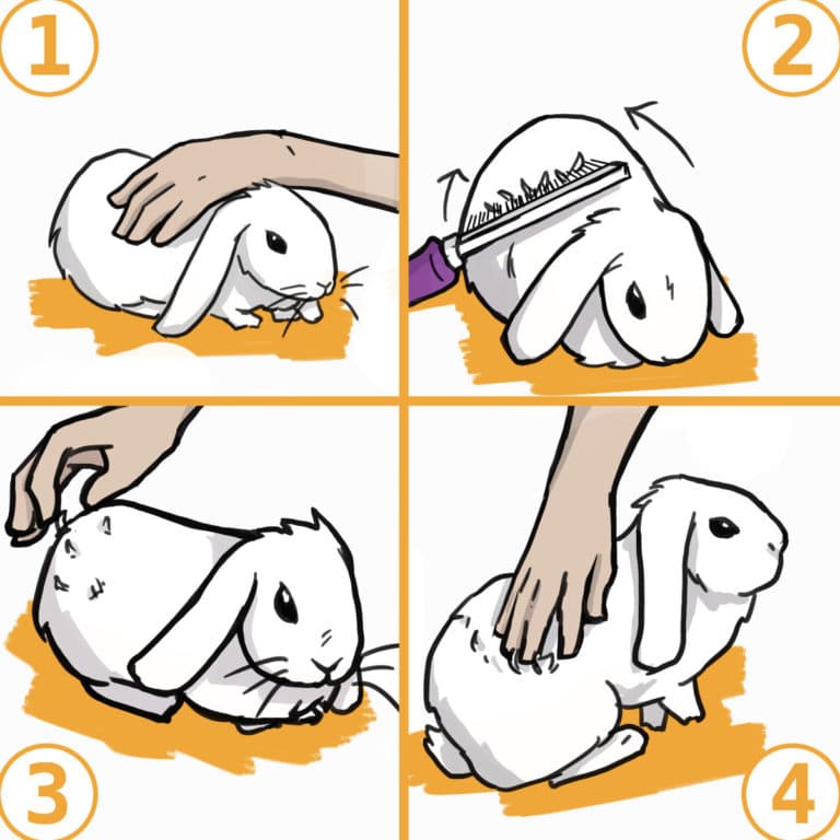 The Complete Guide to Grooming Your Rabbit (brushing, nail clipping ...